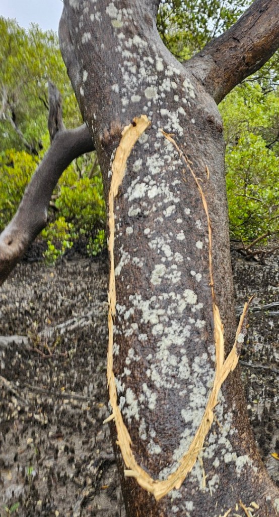 The Art of Shield Making: A Mangrove Masterpiece - Hunter Living Histories