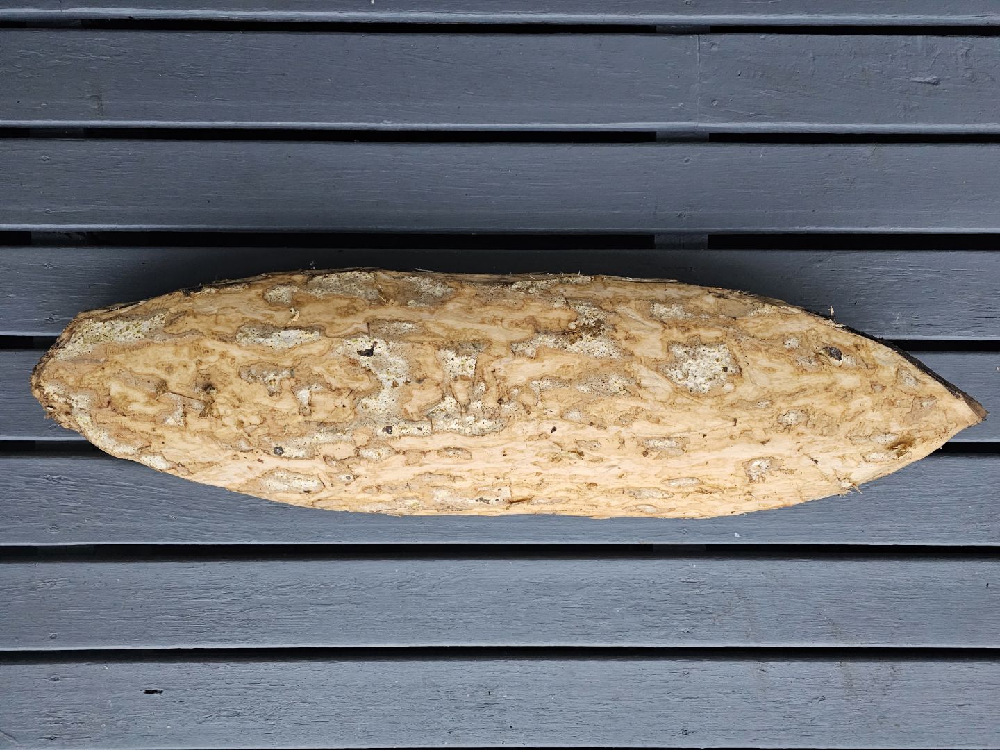 The Art of Shield Making: A Mangrove Masterpiece - Hunter Living Histories