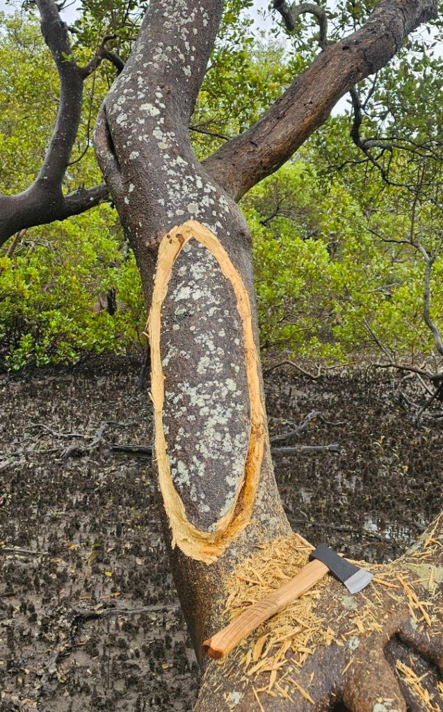 The Art of Shield Making: A Mangrove Masterpiece - Hunter Living Histories