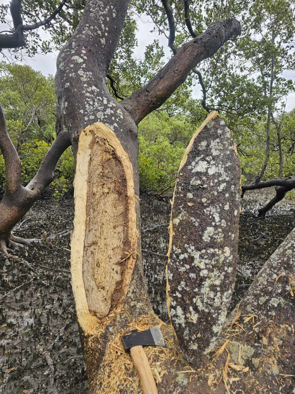The Art of Shield Making: A Mangrove Masterpiece - Hunter Living Histories